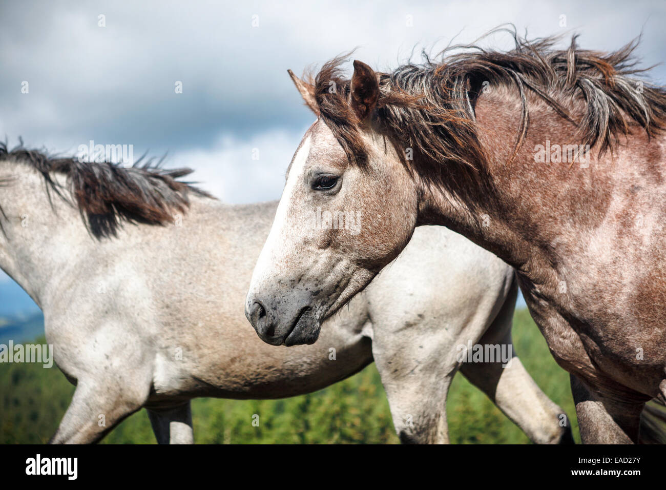 Graues rennpferd -Fotos und -Bildmaterial in hoher Auflösung – Alamy