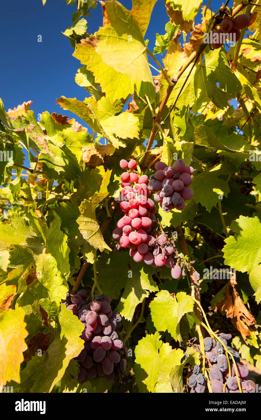 Vier trauben -Fotos und -Bildmaterial in hoher Auflösung – Alamy