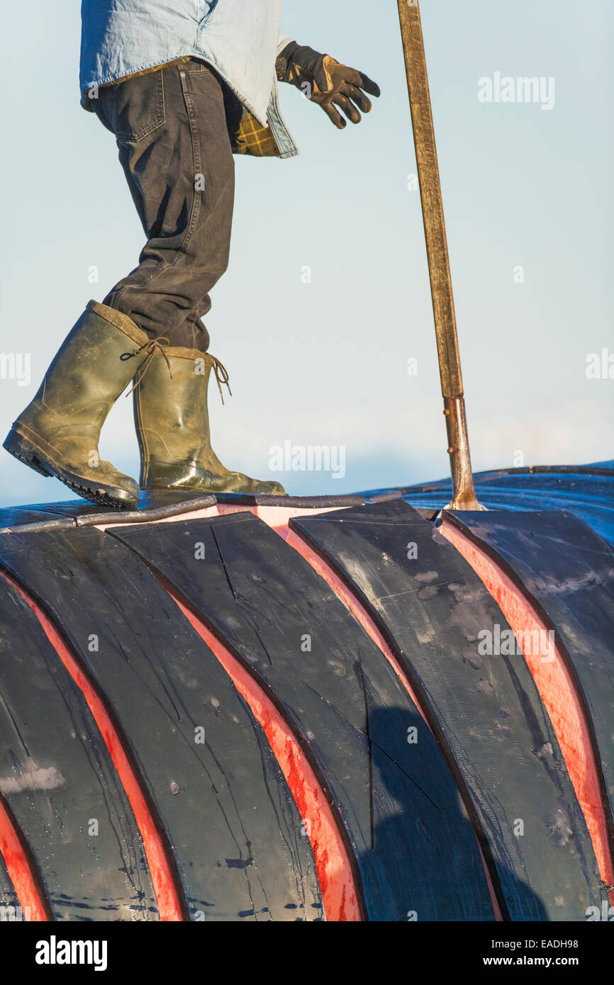 Wal harpuniert -Fotos und -Bildmaterial in hoher Auflösung – Alamy