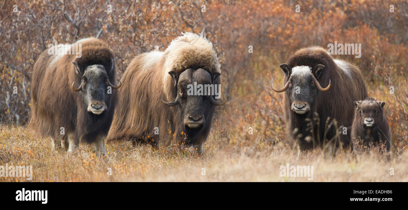 Moschusochsenfamilie In Der Tundra Stockfotos und -bilder Kaufen - Alamy