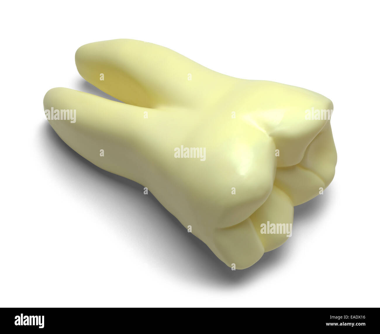 Molar teeth human -Fotos und -Bildmaterial in hoher Auflösung – Alamy