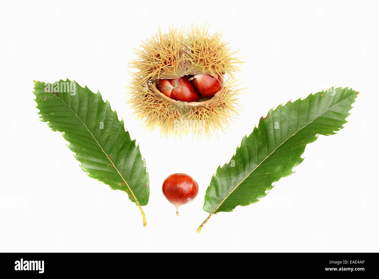 Edelkastanie (Castanea Sativa), Kastanien und Blätter Stockfotografie ...