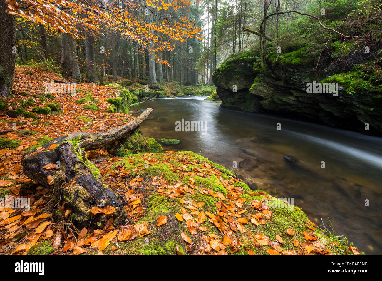 Bayerischer wald national park -Fotos und -Bildmaterial in hoher ...