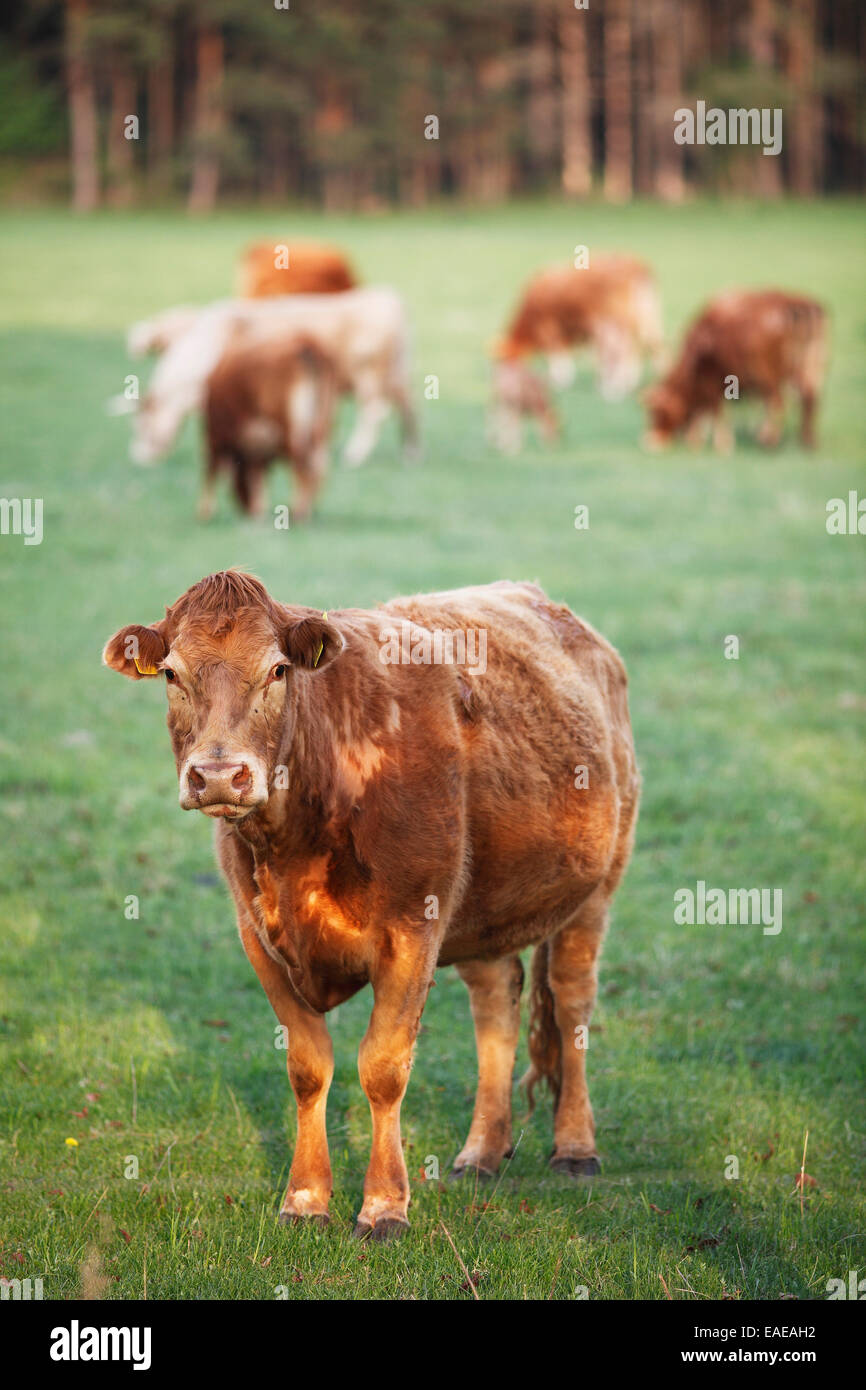 Limousin rinder -Fotos und -Bildmaterial in hoher Auflösung – Alamy