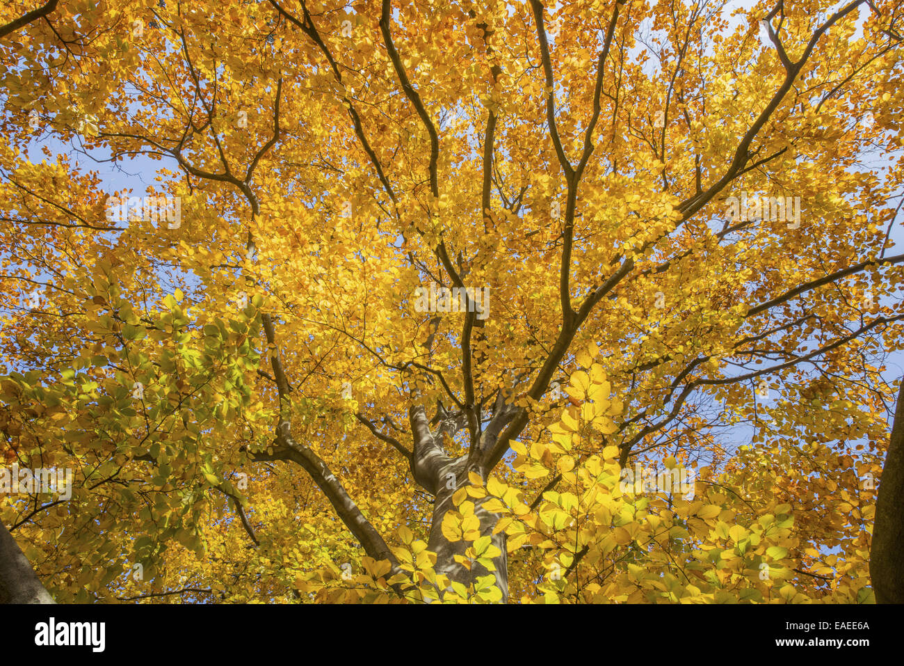 österreich buchenbaum herbst -Fotos und -Bildmaterial in hoher ...