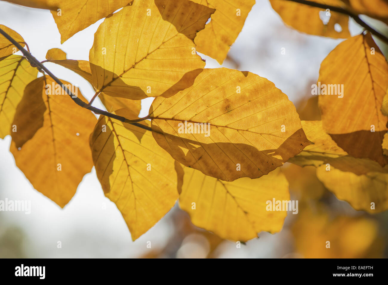 österreich buchenbaum herbst -Fotos und -Bildmaterial in hoher ...