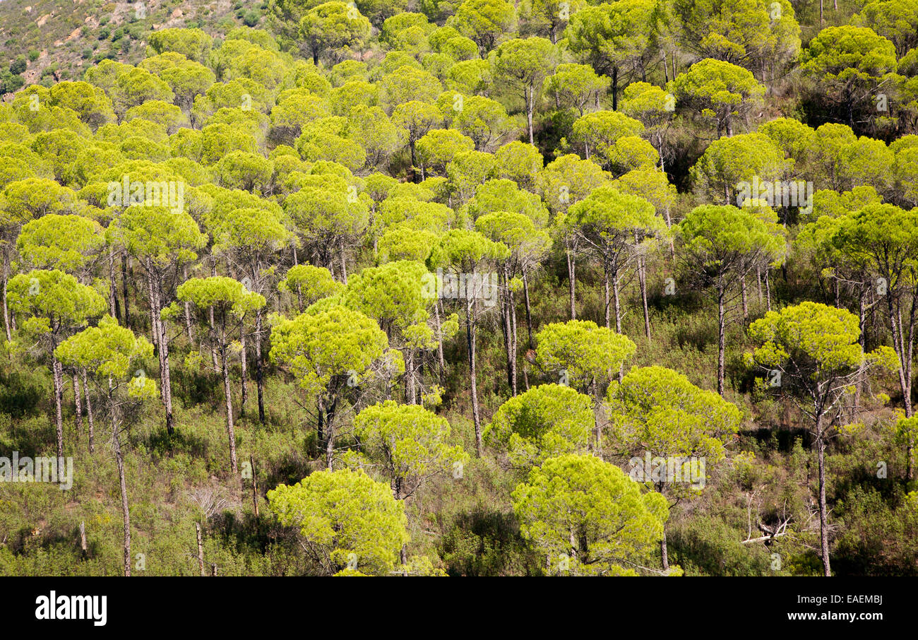 Wald aus Stein oder Schirm-Pinien, Pinus Pinea, in Rio Tinto River Tal ...