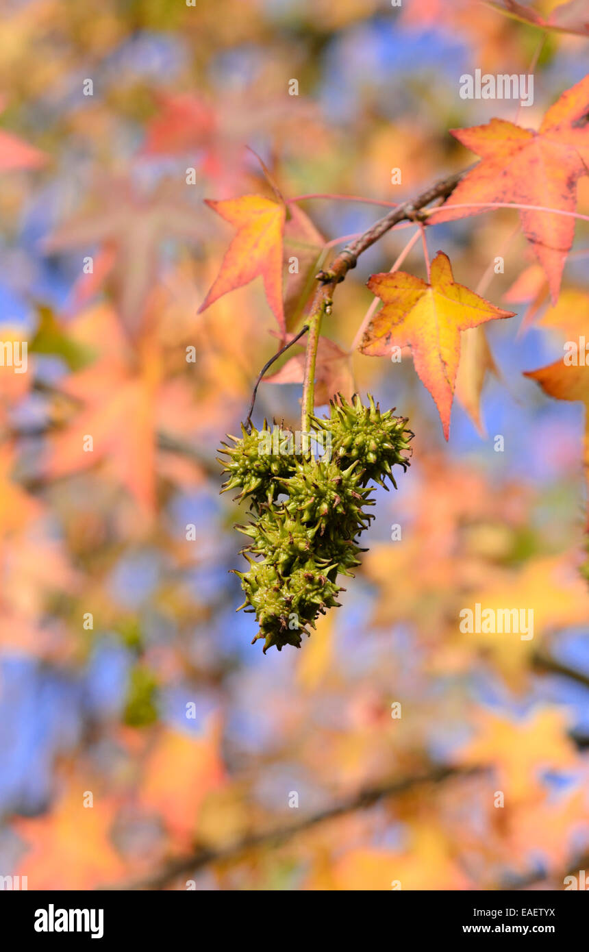 Liquidambar styraciflua foliage -Fotos und -Bildmaterial in hoher ...