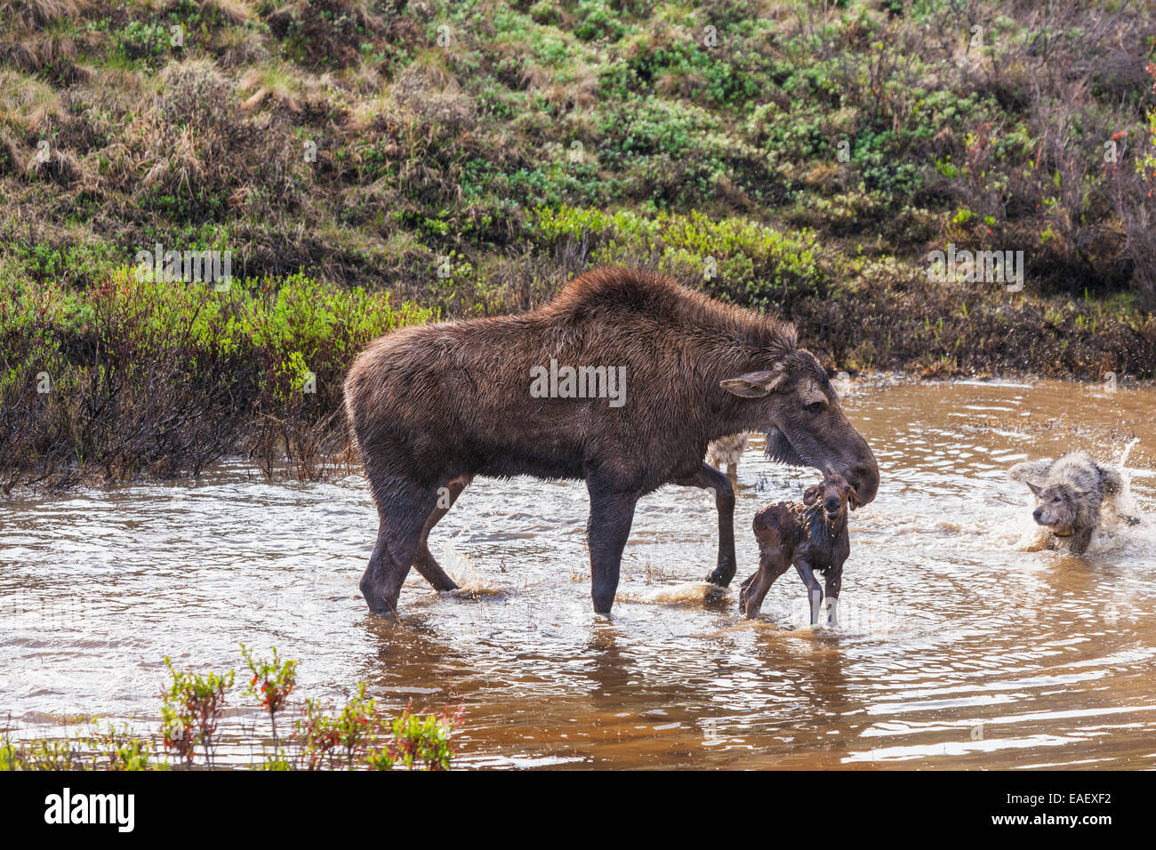 Alaska Tundrawolf Stockfotos und -bilder Kaufen - Alamy