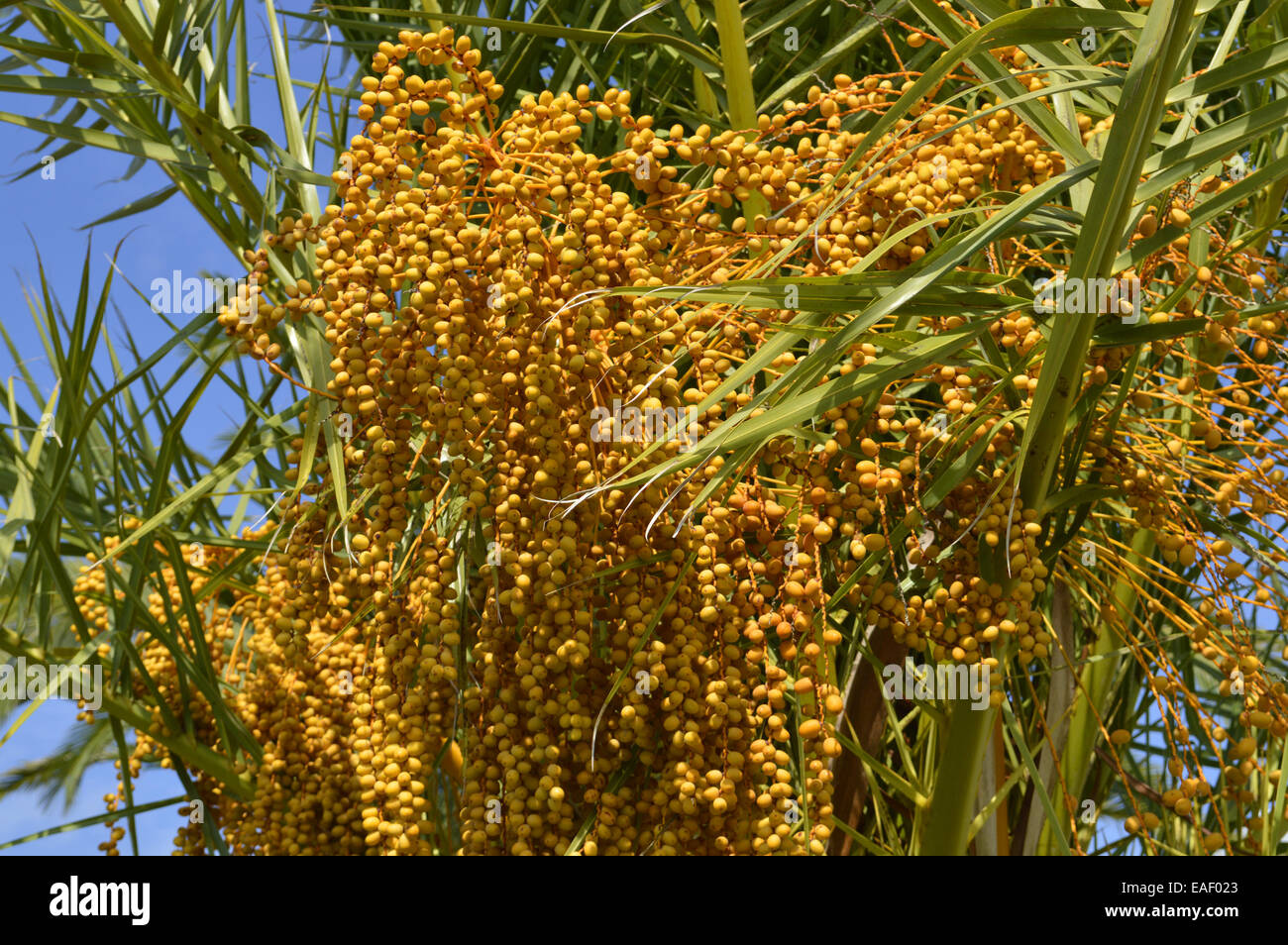 Sago palm cycas revoluta -Fotos und -Bildmaterial in hoher Auflösung ...