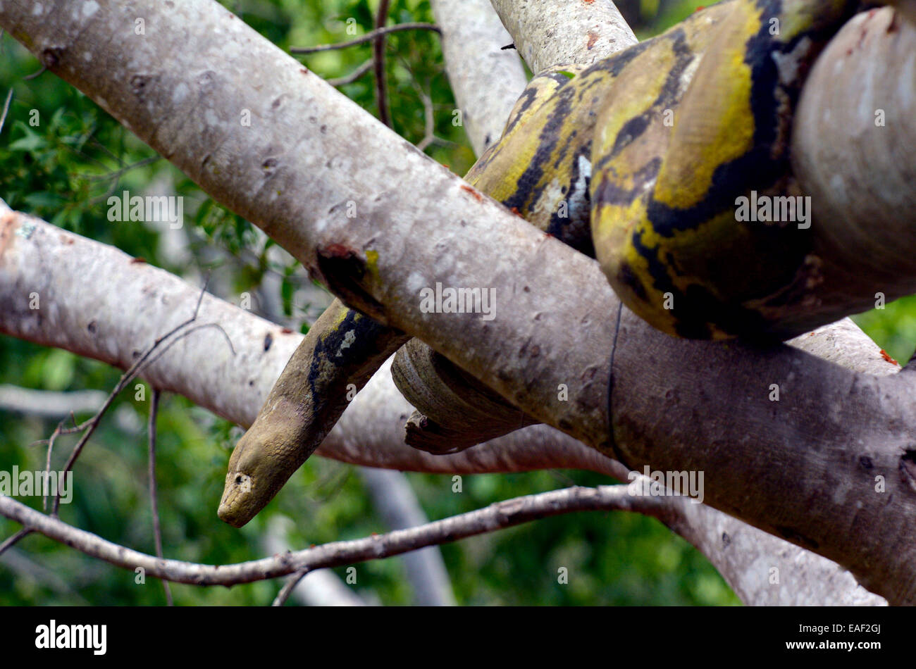 Schlange Im Dschungel Stockfotos und -bilder Kaufen - Alamy