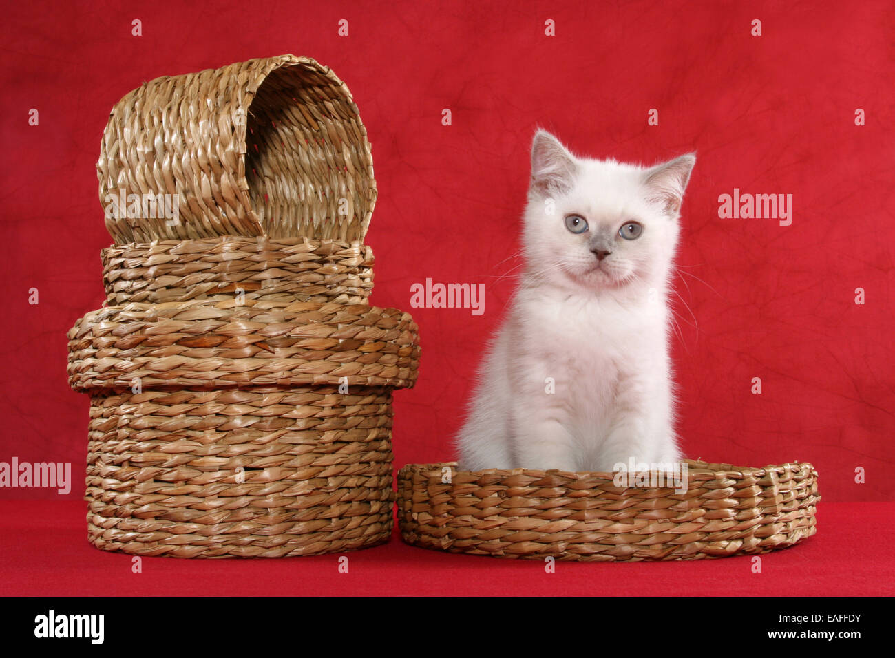 Katzen korb -Fotos und -Bildmaterial in hoher Auflösung – Alamy