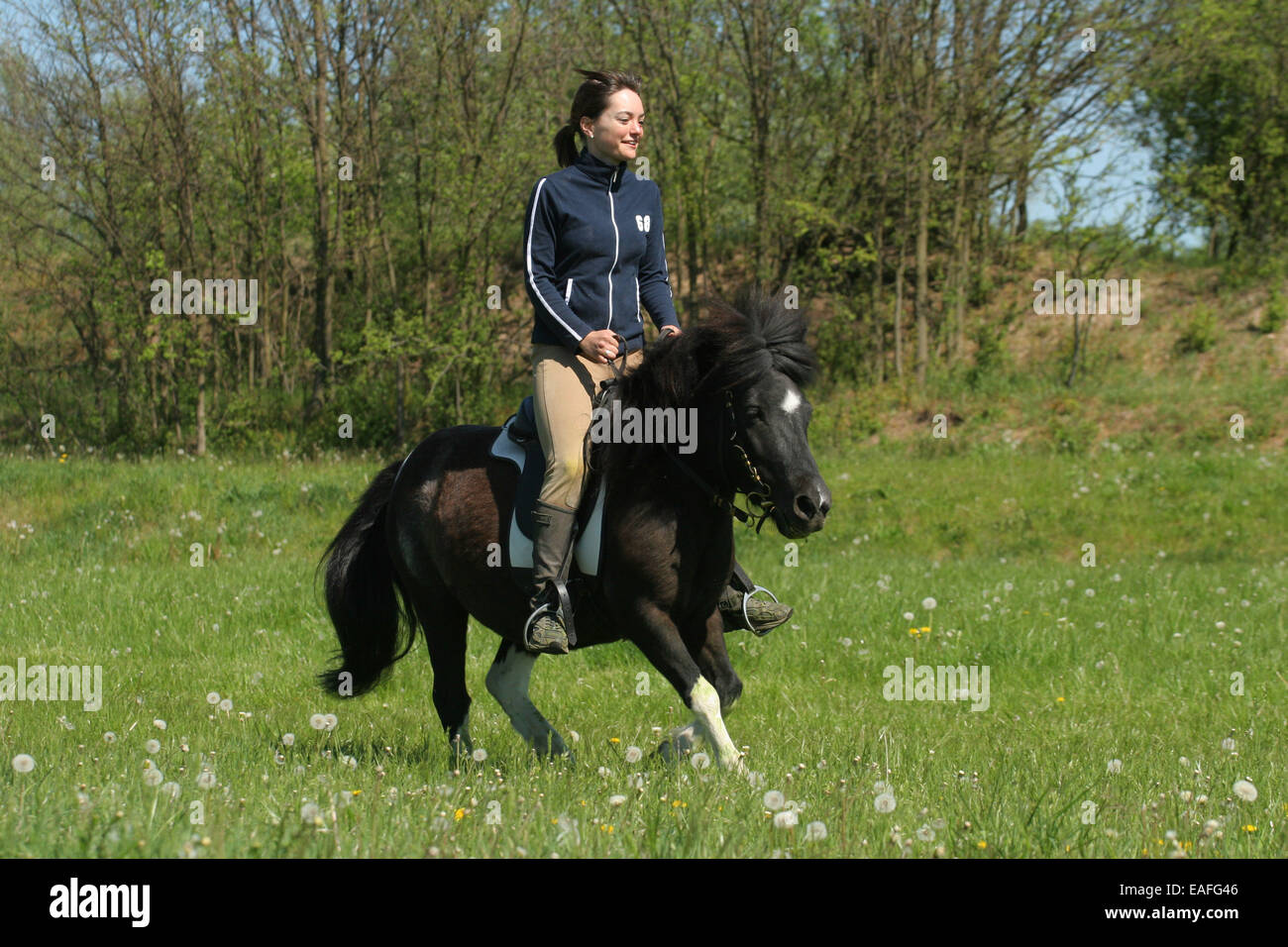 Shetland Pony Equus Caballus Woman Stockfotos und -bilder Kaufen - Alamy