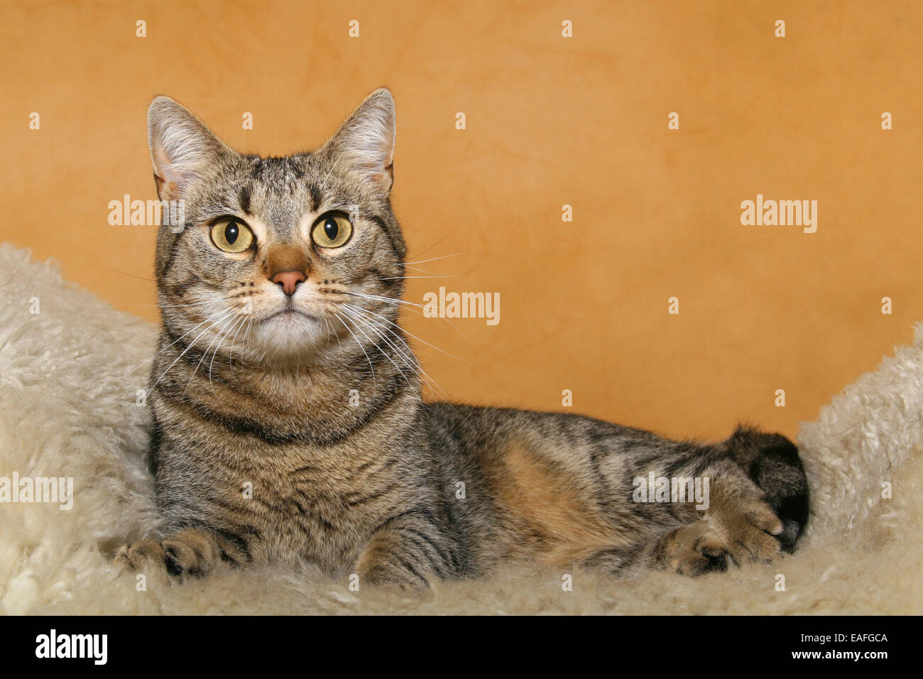 Hauskatze liegend -Fotos und -Bildmaterial in hoher Auflösung – Alamy