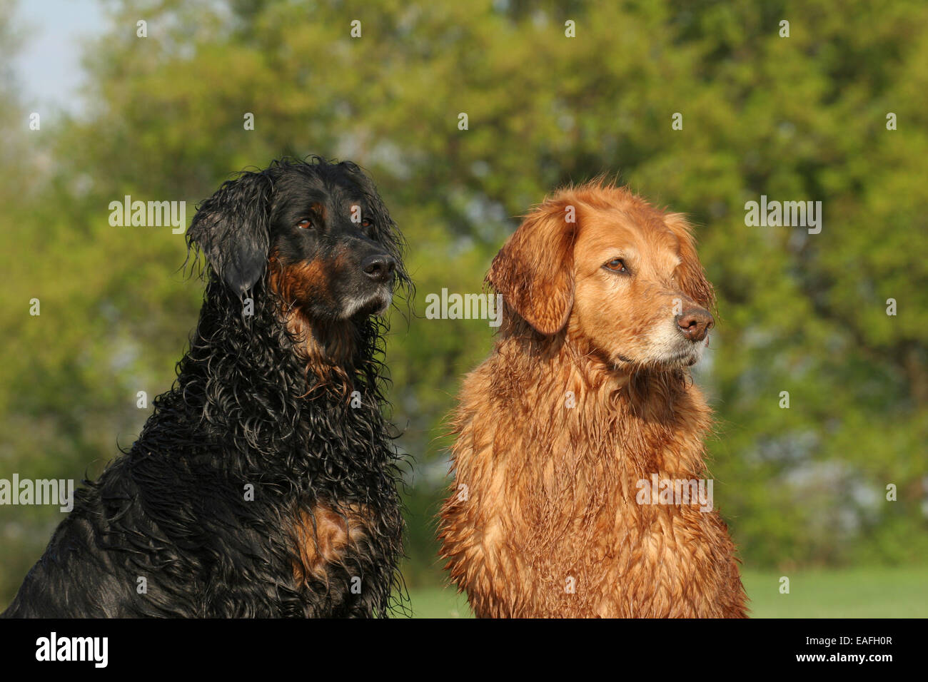 Gordon setter dog -Fotos und -Bildmaterial in hoher Auflösung – Alamy