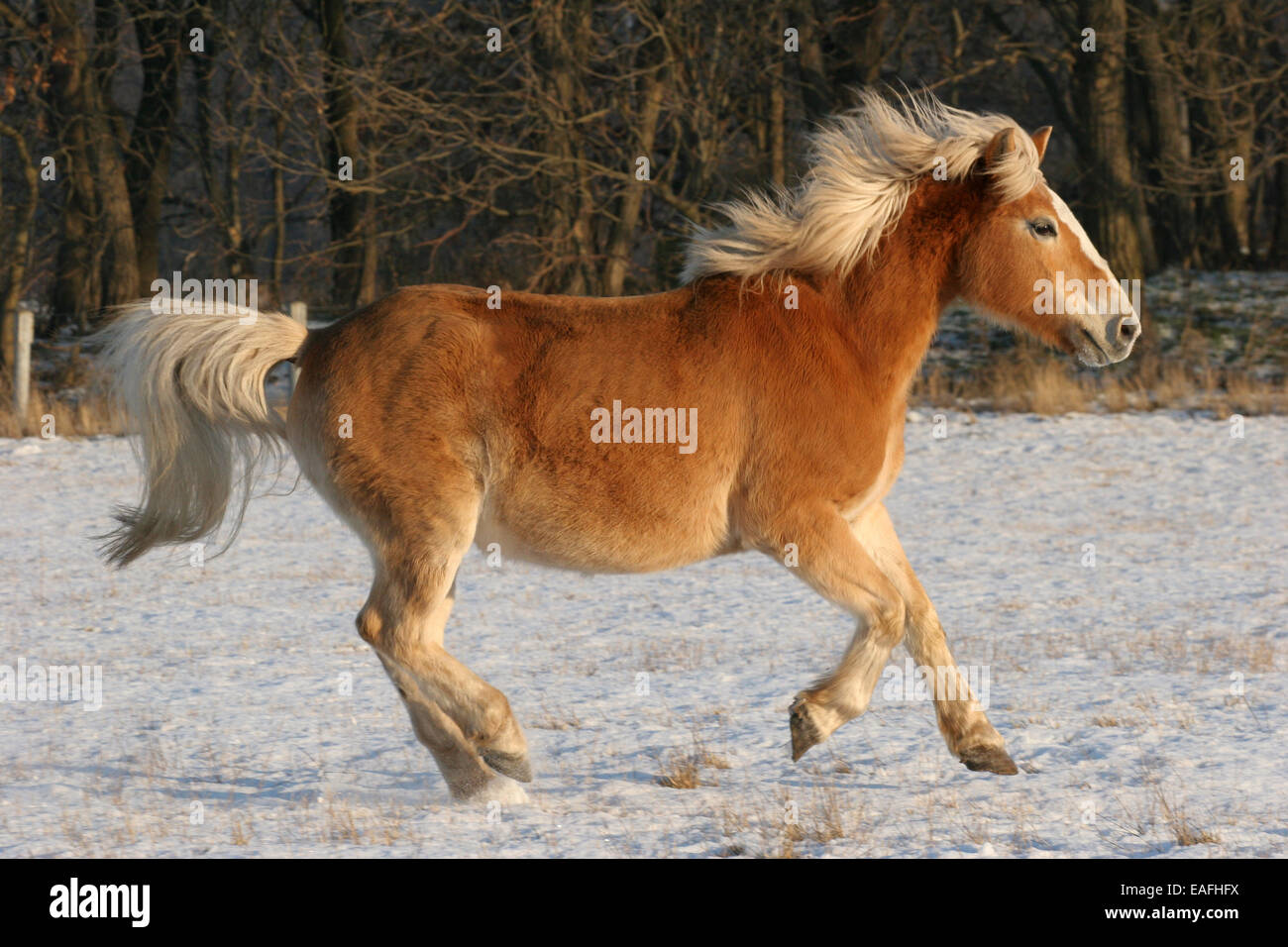 Haflinger pferd im galopp -Fotos und -Bildmaterial in hoher Auflösung – Alamy