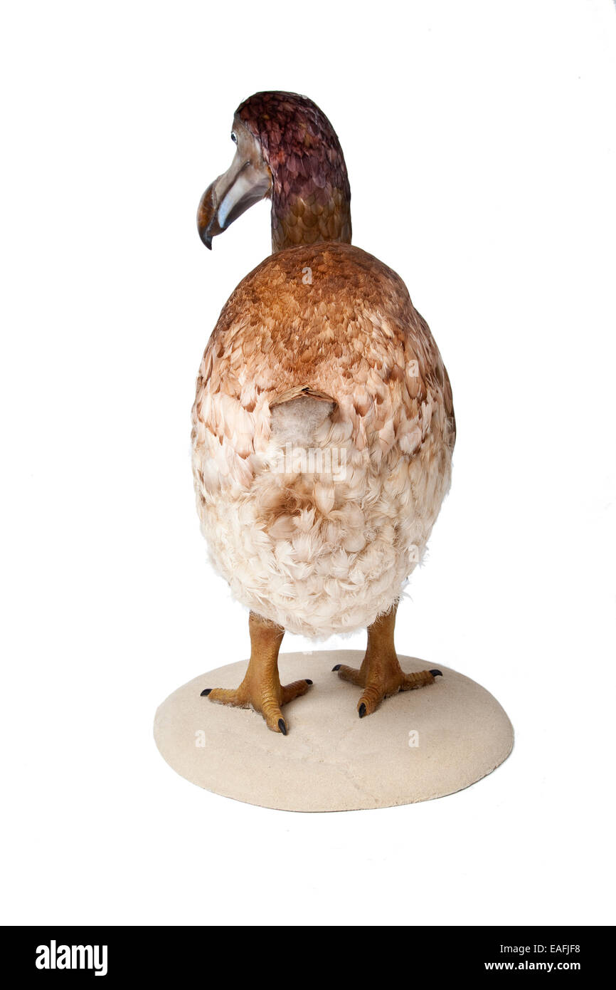 Dodo bird raphus cucullatus extinct -Fotos und -Bildmaterial in hoher ...