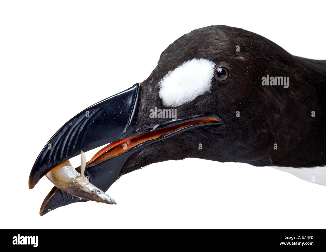 Pinguinus impennis -Fotos und -Bildmaterial in hoher Auflösung – Alamy