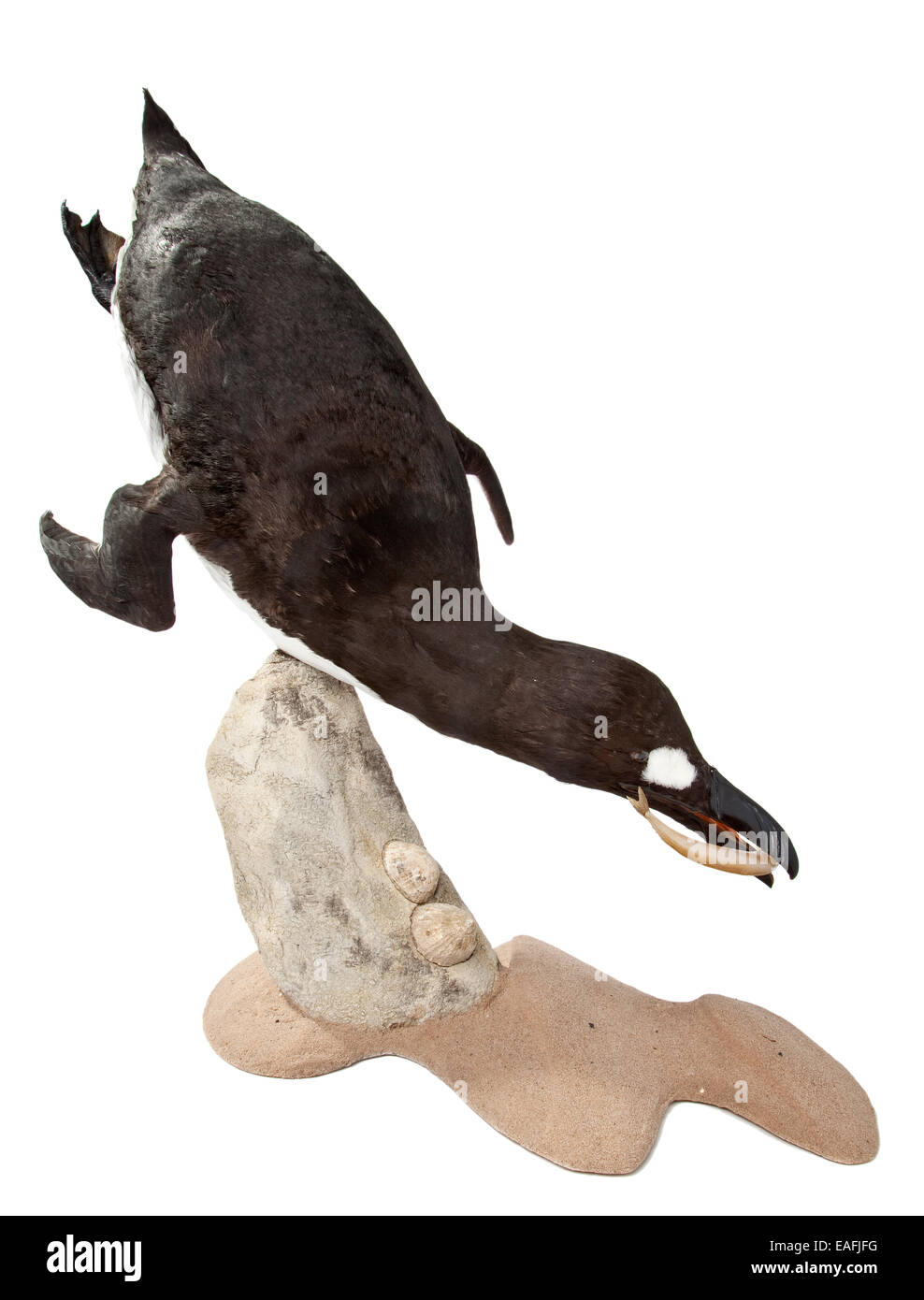 Pinguinus impennis -Fotos und -Bildmaterial in hoher Auflösung – Alamy