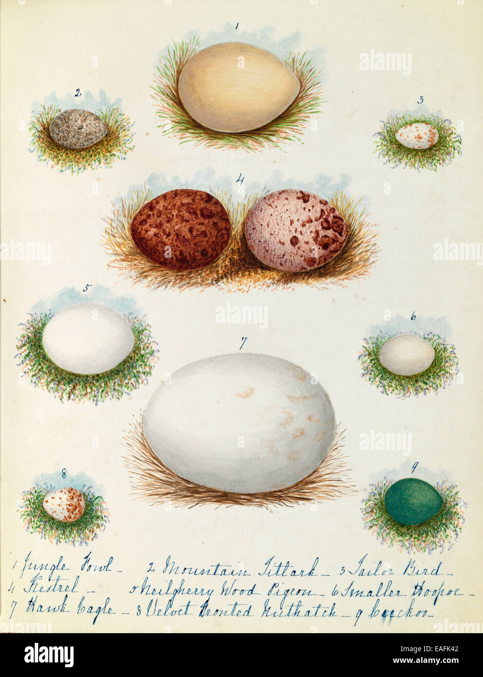 Bird egg illustration Stockfotos und -bilder Kaufen - Alamy