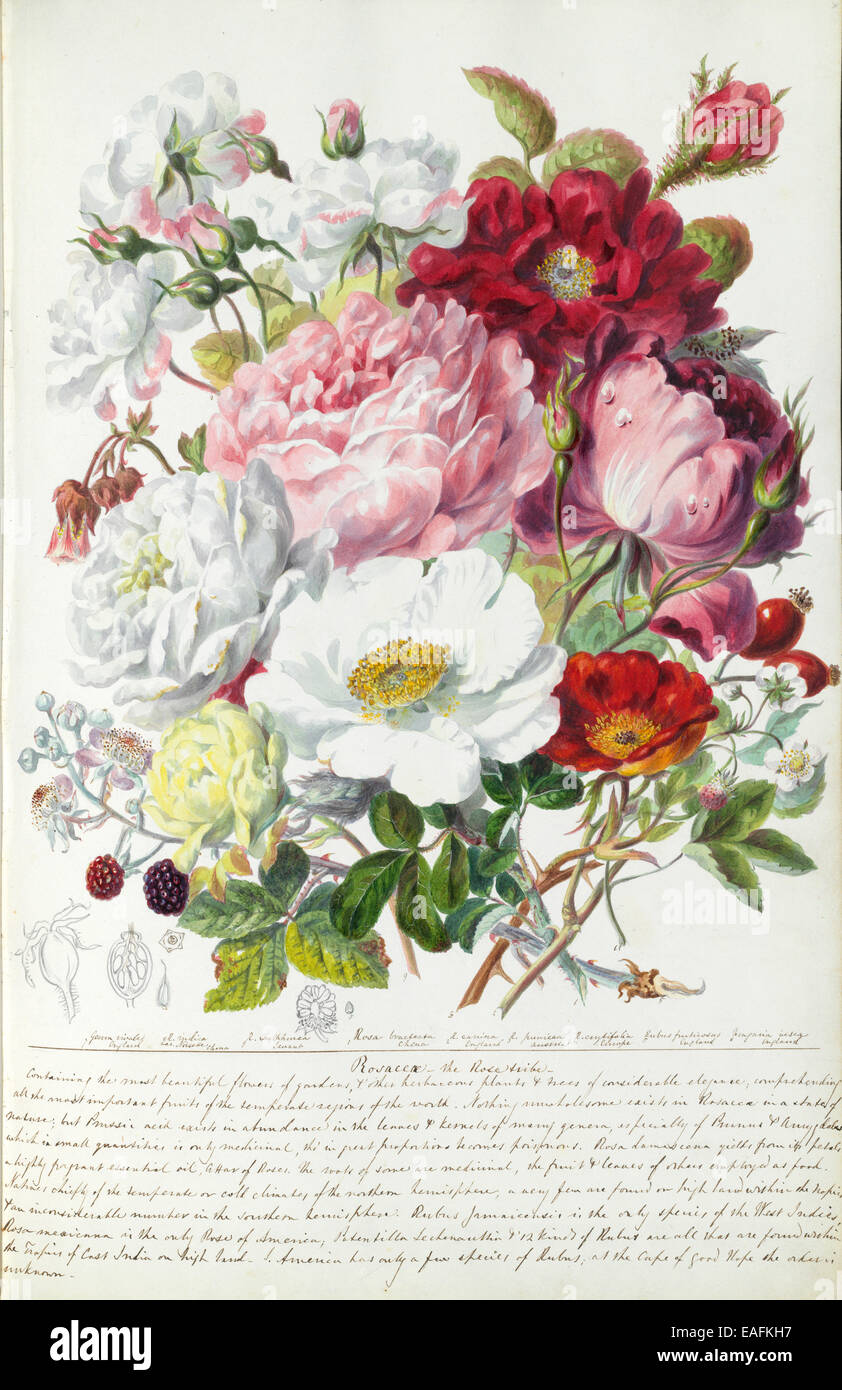 Elizabeth twining -Fotos und -Bildmaterial in hoher Auflösung – Alamy