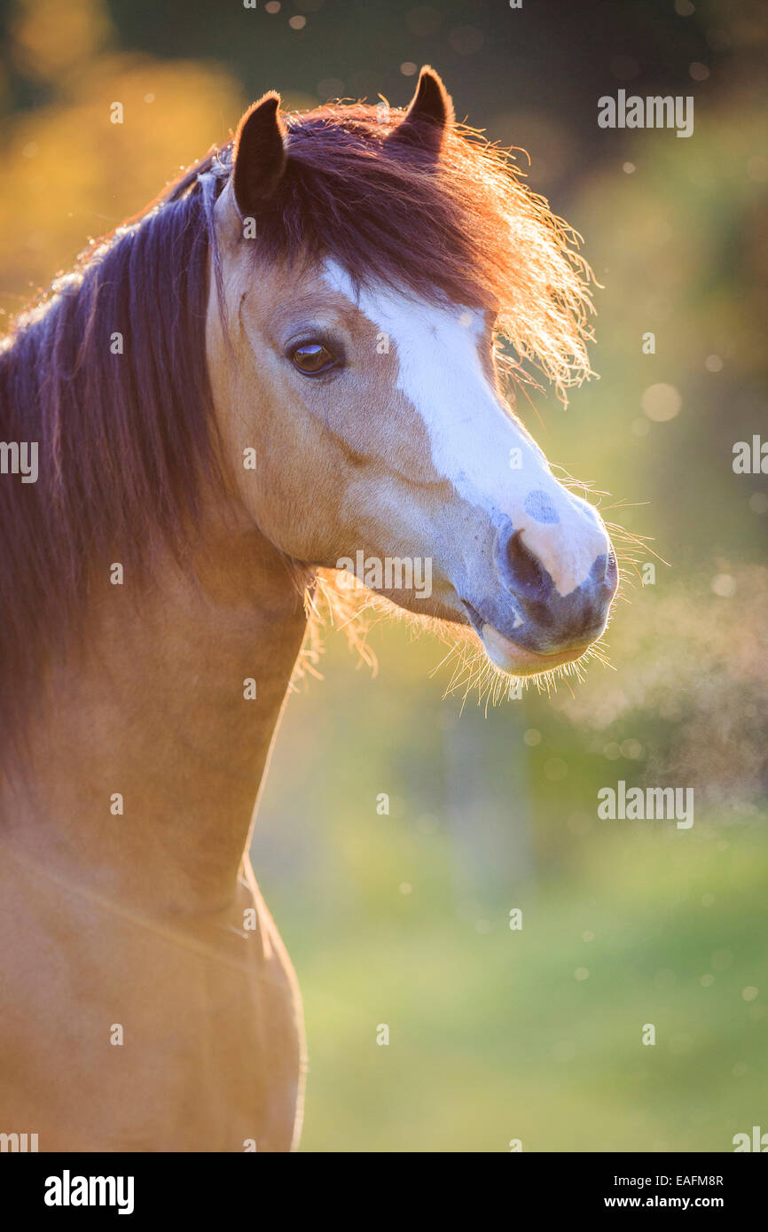 Welsh Pony Section B Stockfotos und -bilder Kaufen - Alamy