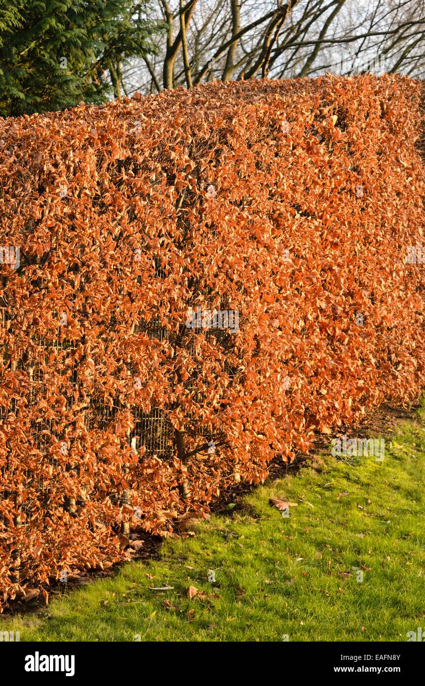 Rotbuche fagus sylvatica fagaceae -Fotos und -Bildmaterial in hoher ...