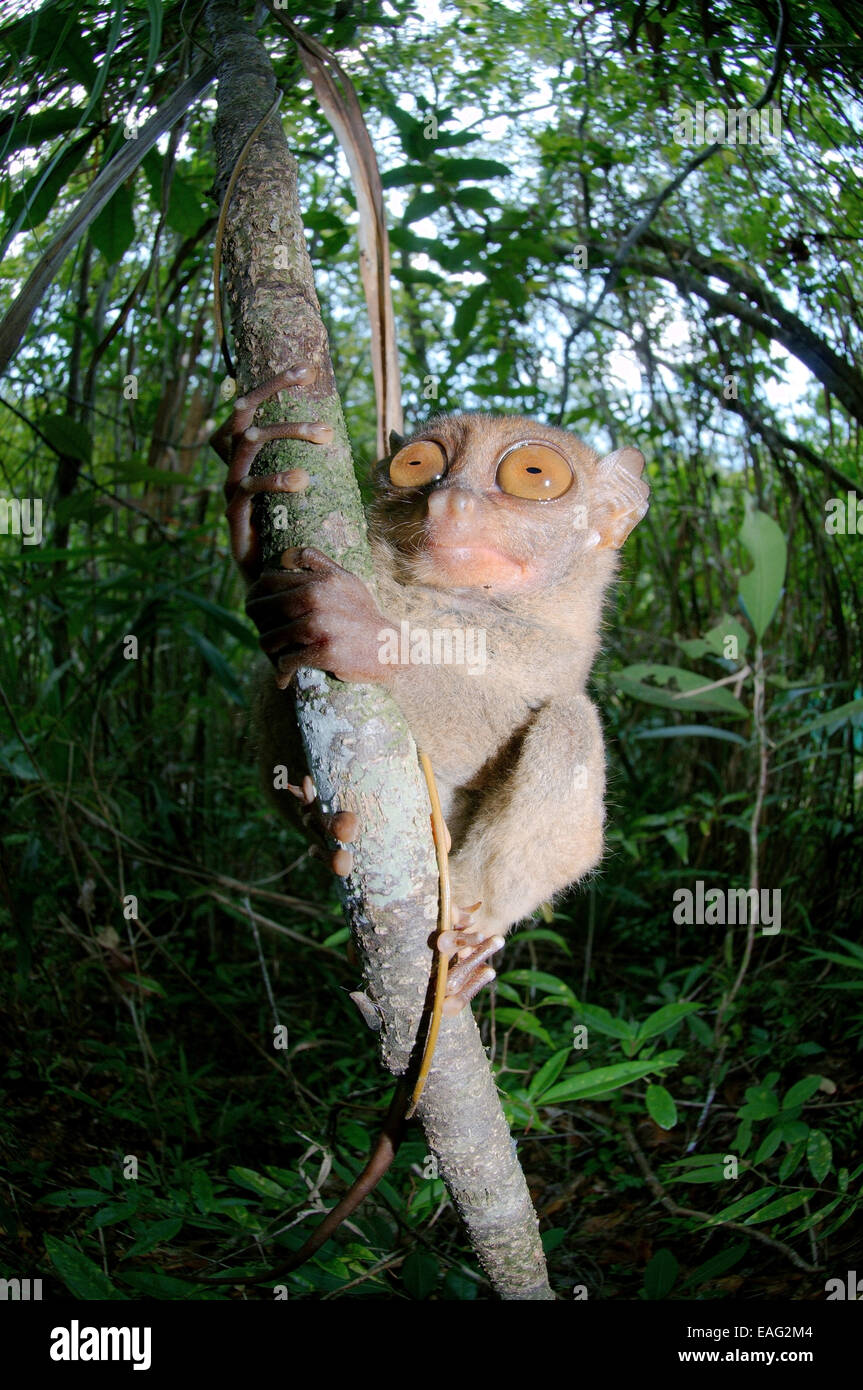 Philippinen-Koboldmaki (Carlito Syrichta) Insel Bohol, Philippinen ...