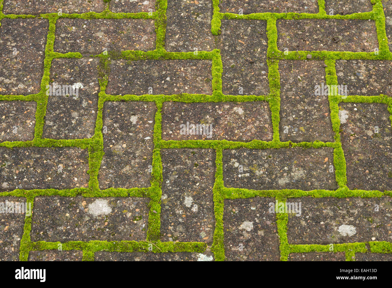 Moos muster -Fotos und -Bildmaterial in hoher Auflösung – Alamy