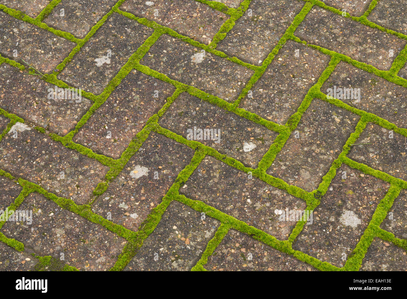Moos muster -Fotos und -Bildmaterial in hoher Auflösung – Alamy