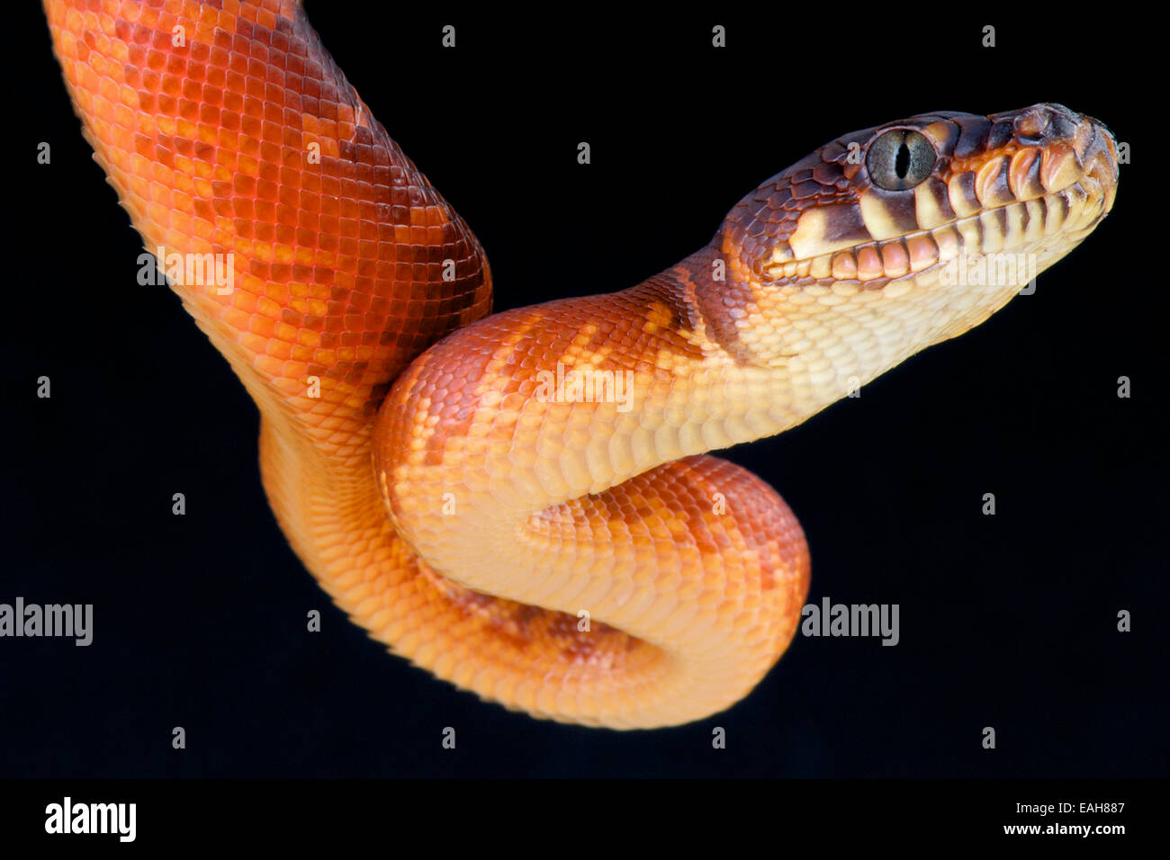 Black python -Fotos und -Bildmaterial in hoher Auflösung – Alamy