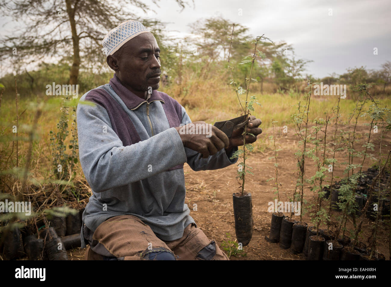 Reforestation africa -Fotos und -Bildmaterial in hoher Auflösung – Alamy