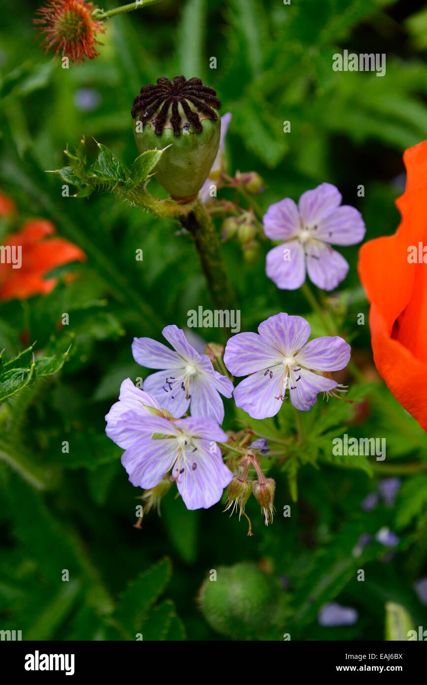 Geranium Pratense Frau Kendall Clark blauen Storchschnabel Blume Blumen ...
