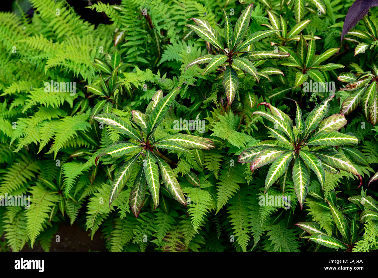 Boden farne -Fotos und -Bildmaterial in hoher Auflösung – Alamy