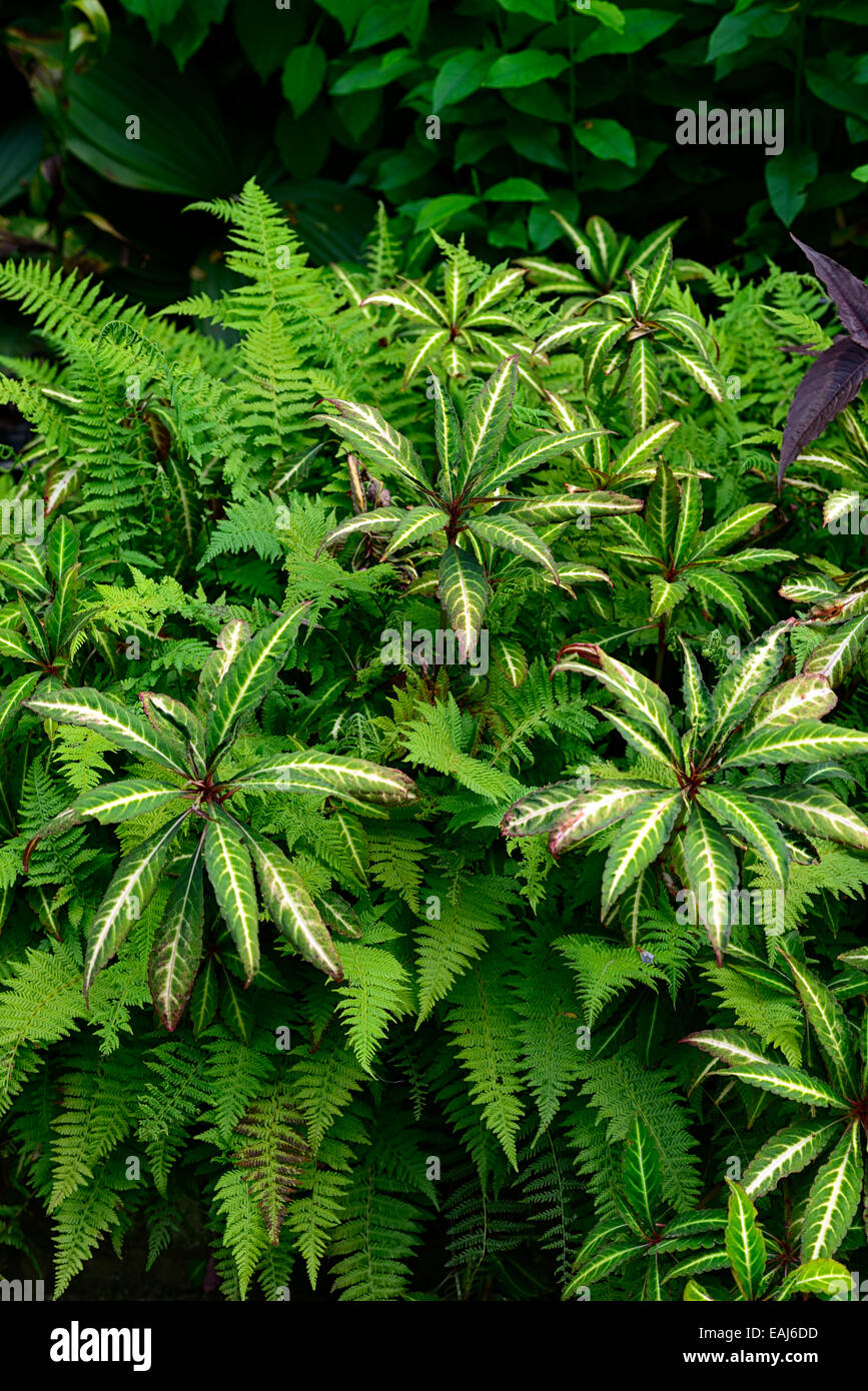 Bodendecker farn -Fotos und -Bildmaterial in hoher Auflösung – Alamy
