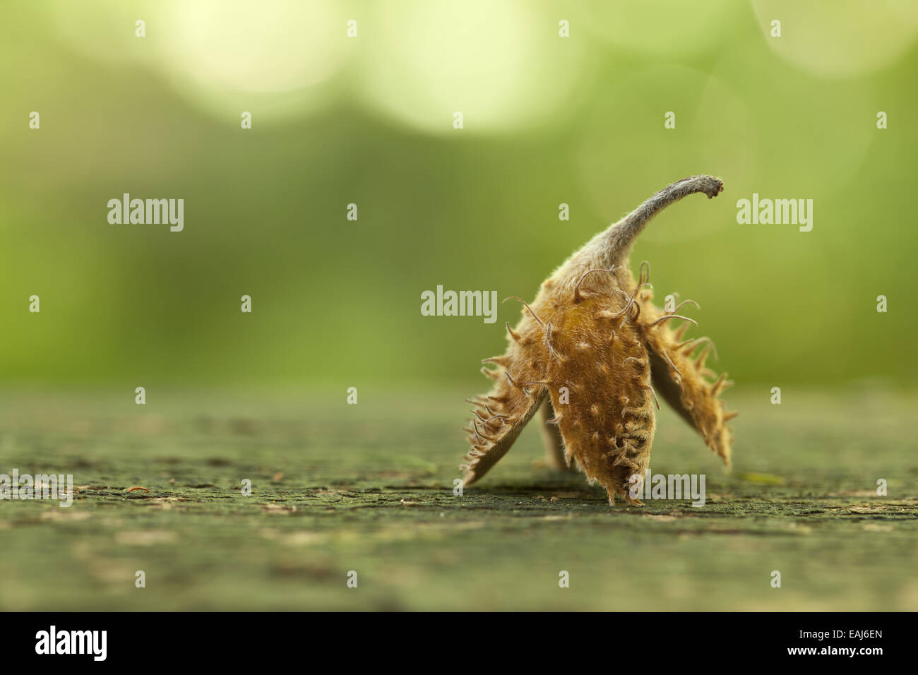 Buchecker -Fotos und -Bildmaterial in hoher Auflösung – Alamy