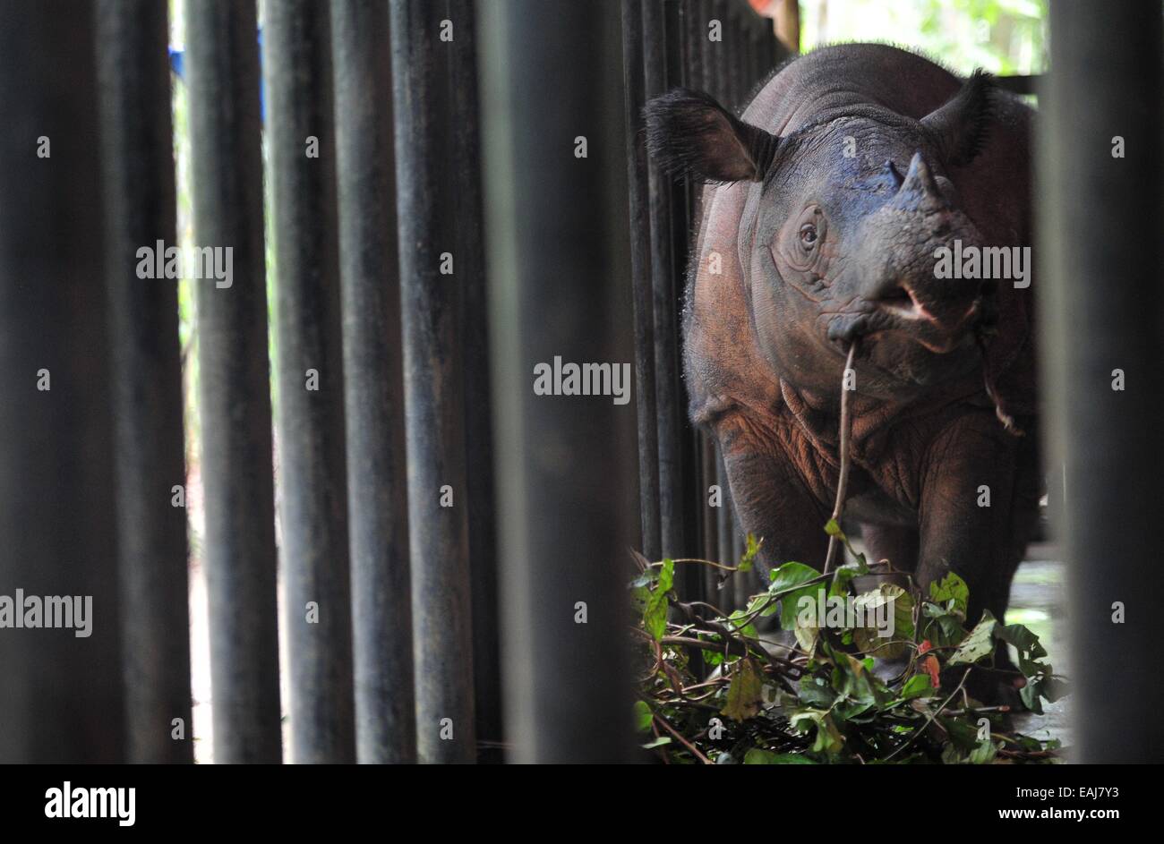 Sumatra nashorn weiblich -Fotos und -Bildmaterial in hoher Auflösung ...