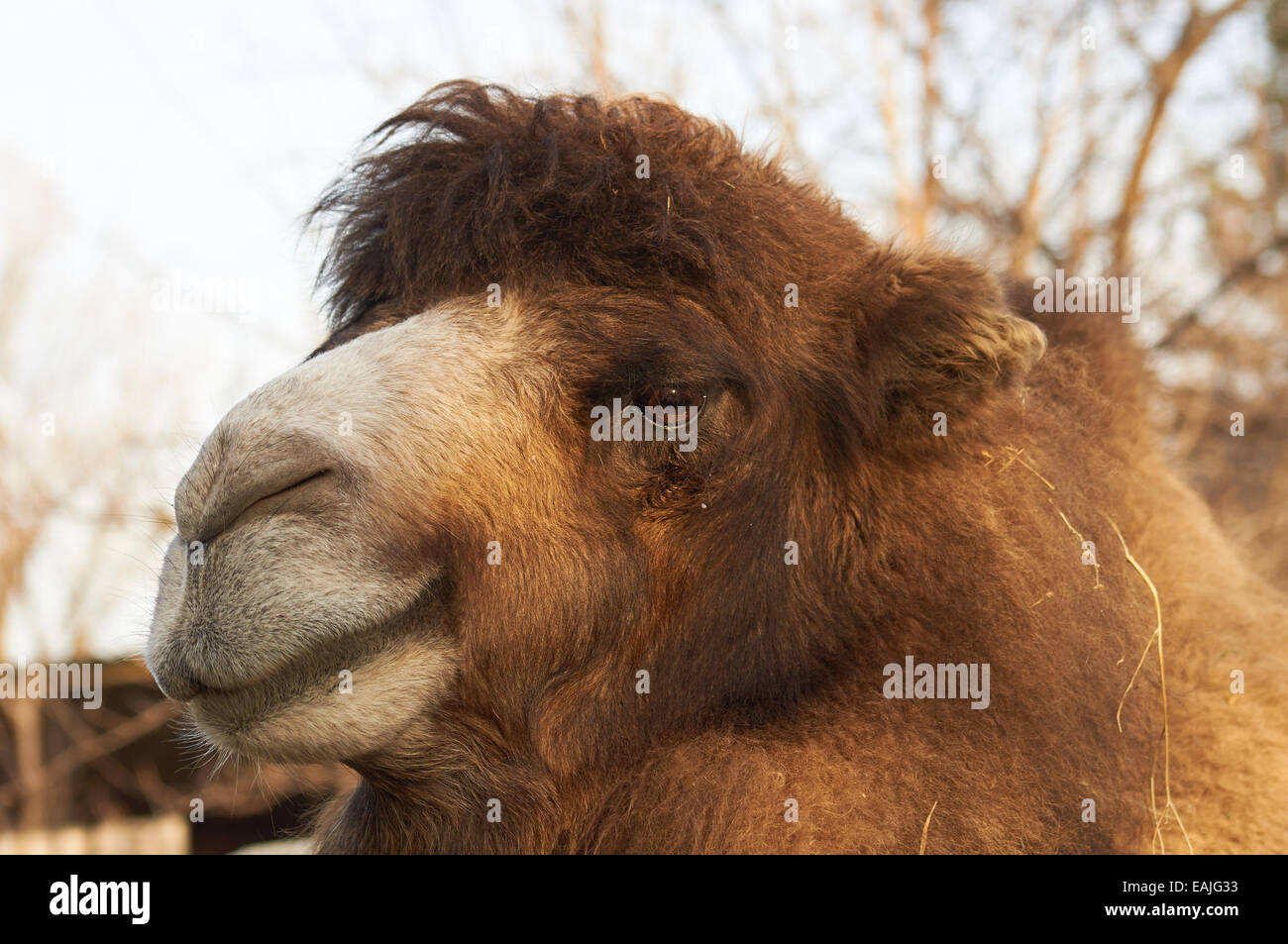 Camel face closeup -Fotos und -Bildmaterial in hoher Auflösung – Alamy