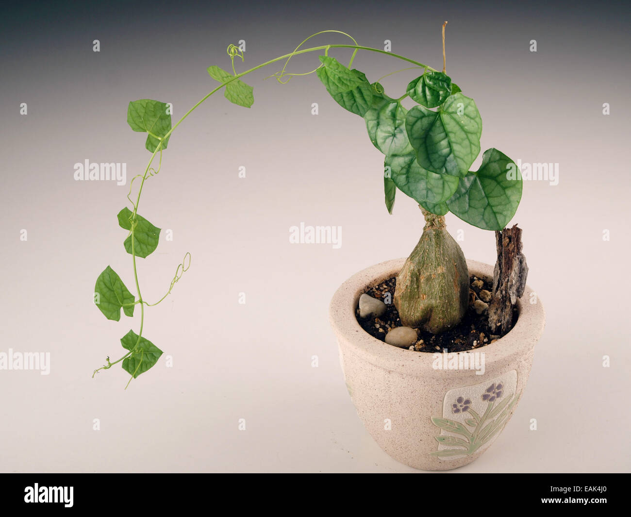 Stem elongation -Fotos und -Bildmaterial in hoher Auflösung – Alamy