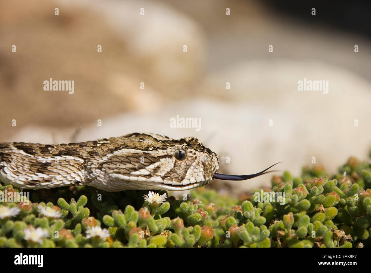Drosanthemum paxianum -Fotos und -Bildmaterial in hoher Auflösung – Alamy
