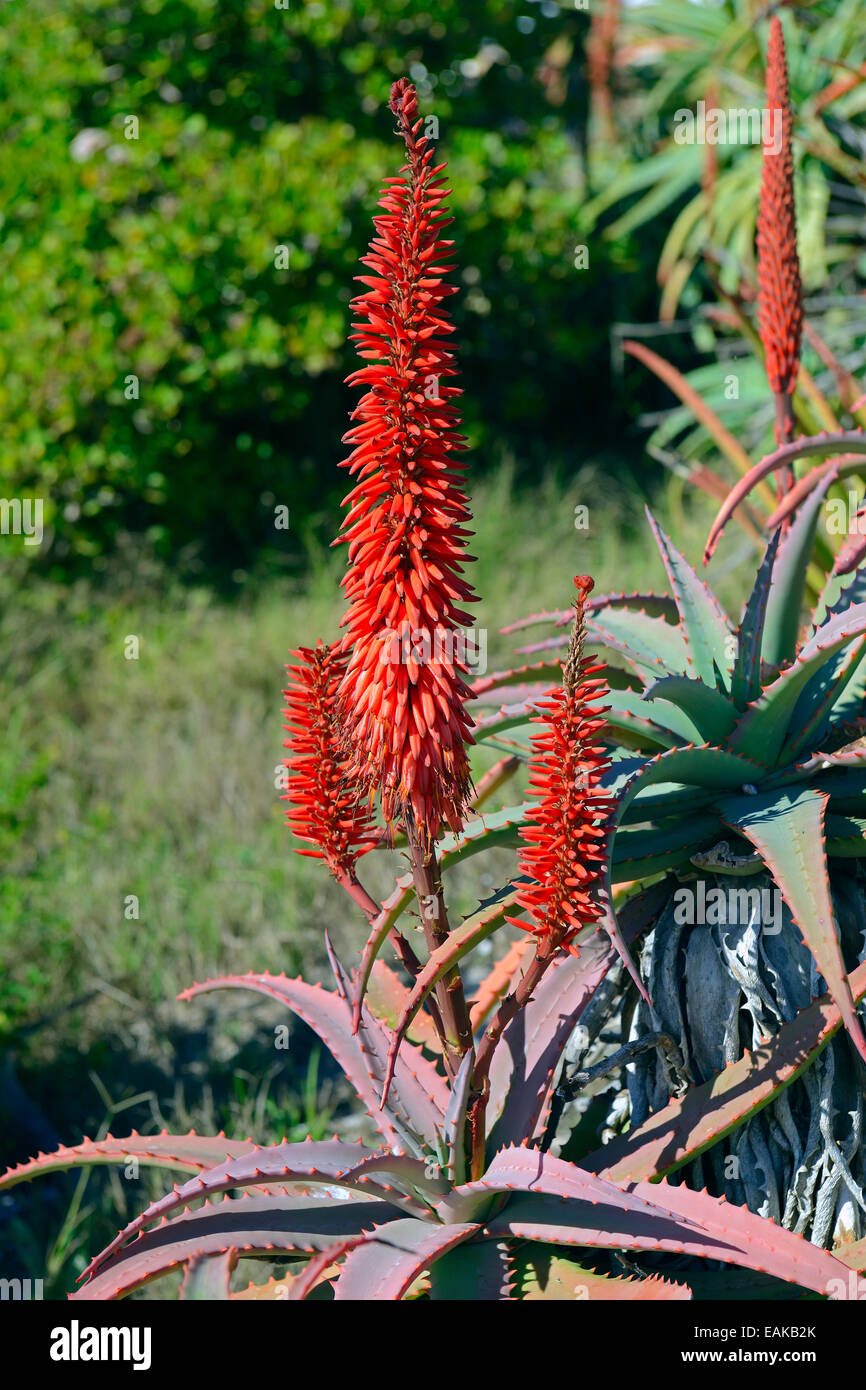 Aloe sp -Fotos und -Bildmaterial in hoher Auflösung – Alamy