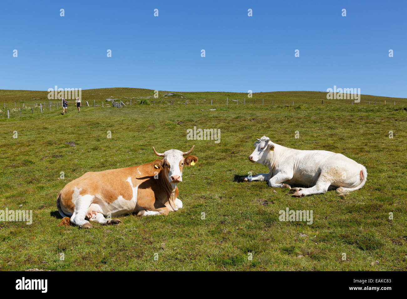 Alp animals -Fotos und -Bildmaterial in hoher Auflösung – Alamy