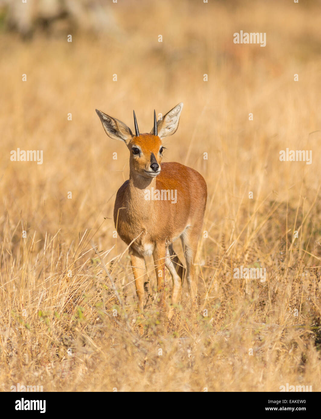 Krüger-Nationalpark, Südafrika - Steinböckchen, eine kleine Antilope ...
