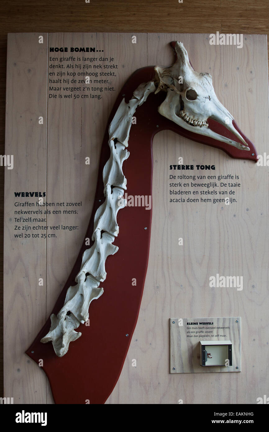 Giraffe-Skelett im Zoo von Rotterdam, Holland, Niederlande Stockfoto ...