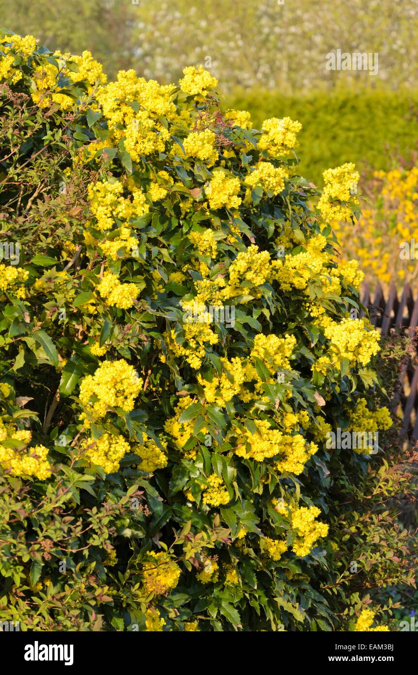 Mahonia aquifolium blumen -Fotos und -Bildmaterial in hoher Auflösung ...
