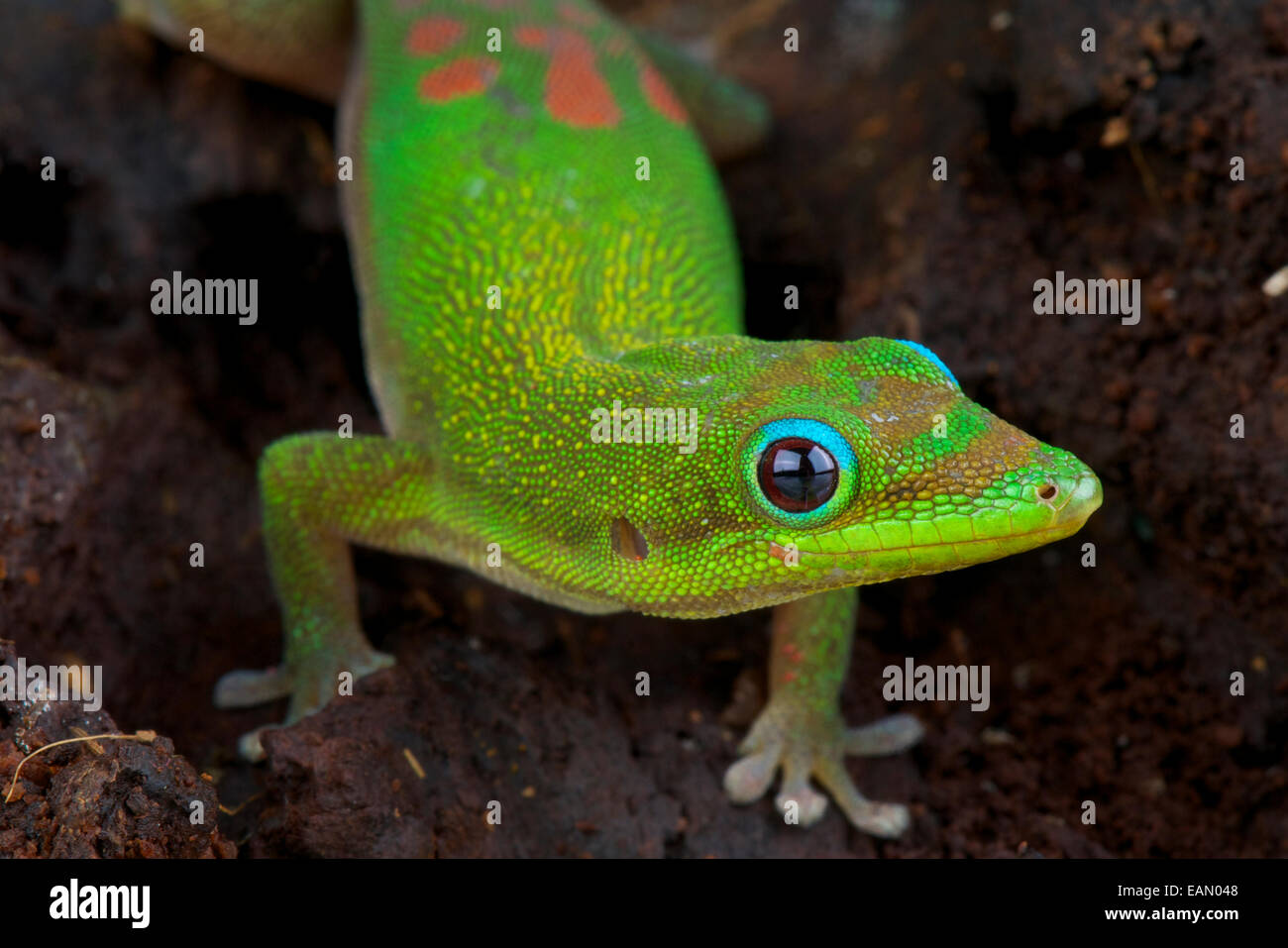 Goldstaub-Taggecko / Phelsuma Laticauda Stockfotografie - Alamy