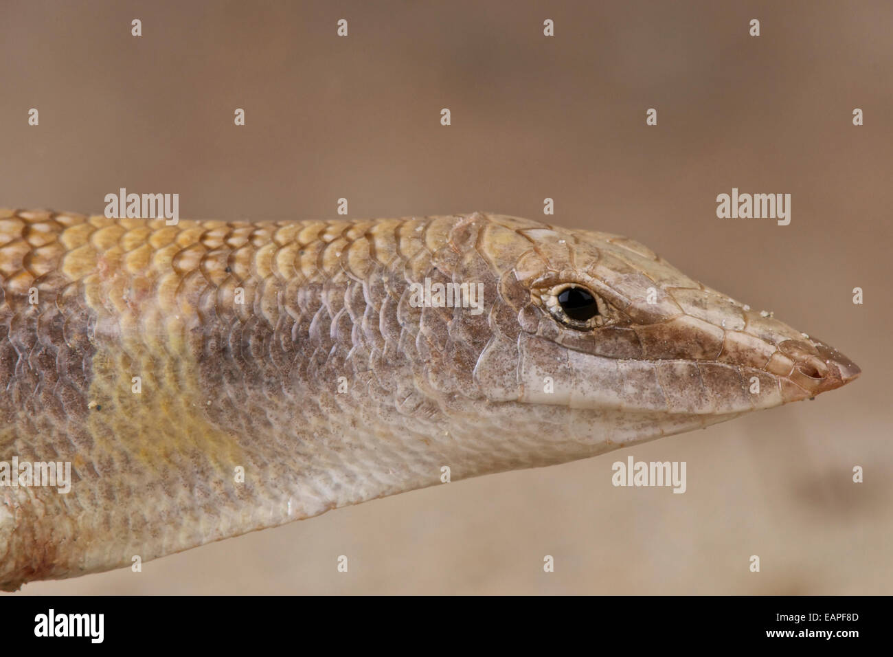 Sahara desert fauna -Fotos und -Bildmaterial in hoher Auflösung – Alamy