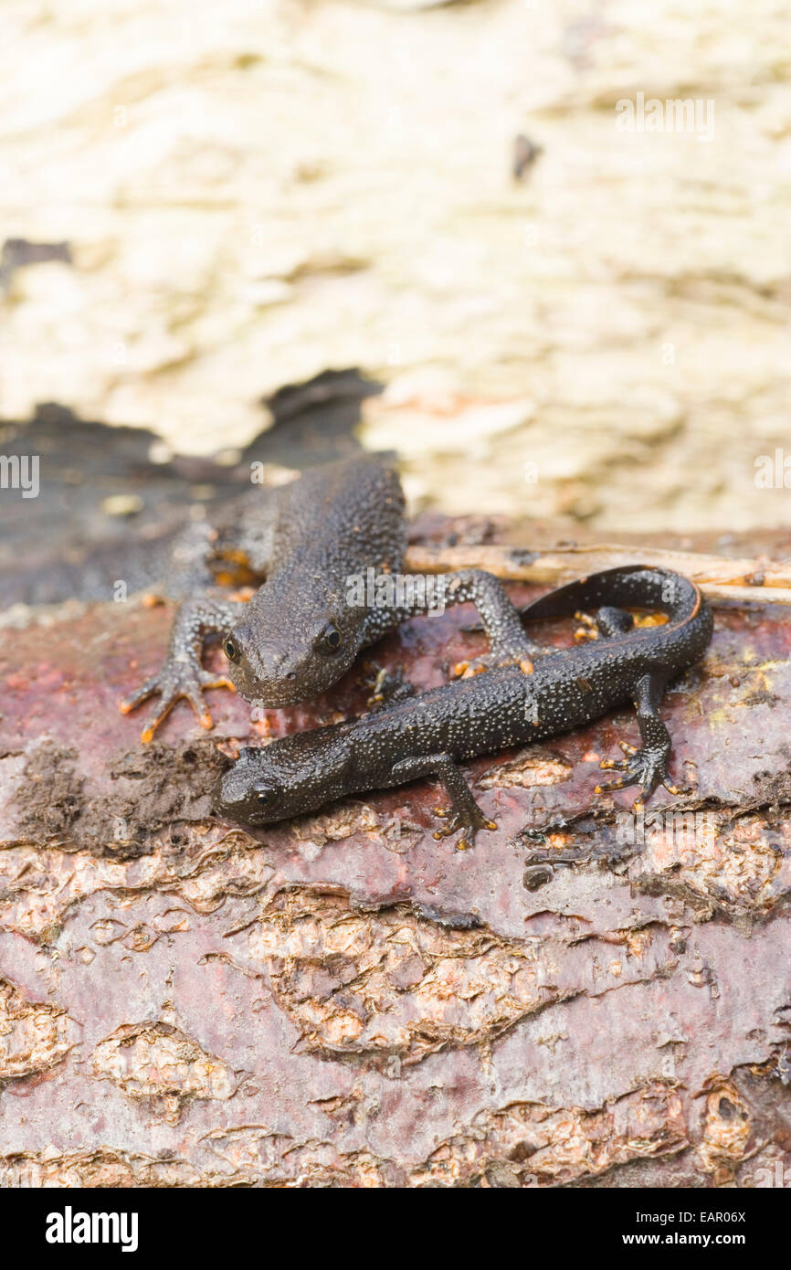 Great Crested Molche (Triturus Cristata). Terrestrische Phase des ...