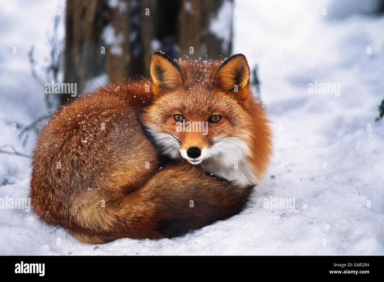Zusammengerollter fuchs -Fotos und -Bildmaterial in hoher Auflösung – Alamy
