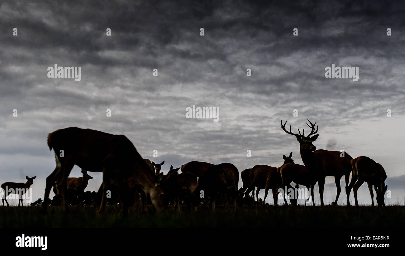 Damwild herde -Fotos und -Bildmaterial in hoher Auflösung – Alamy